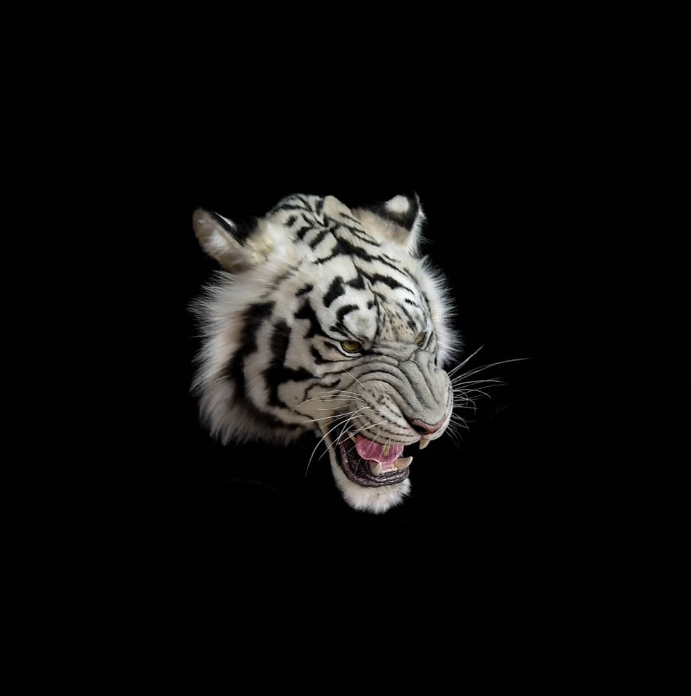 White Tiger Head Wallpapers - Wallpaper Cave