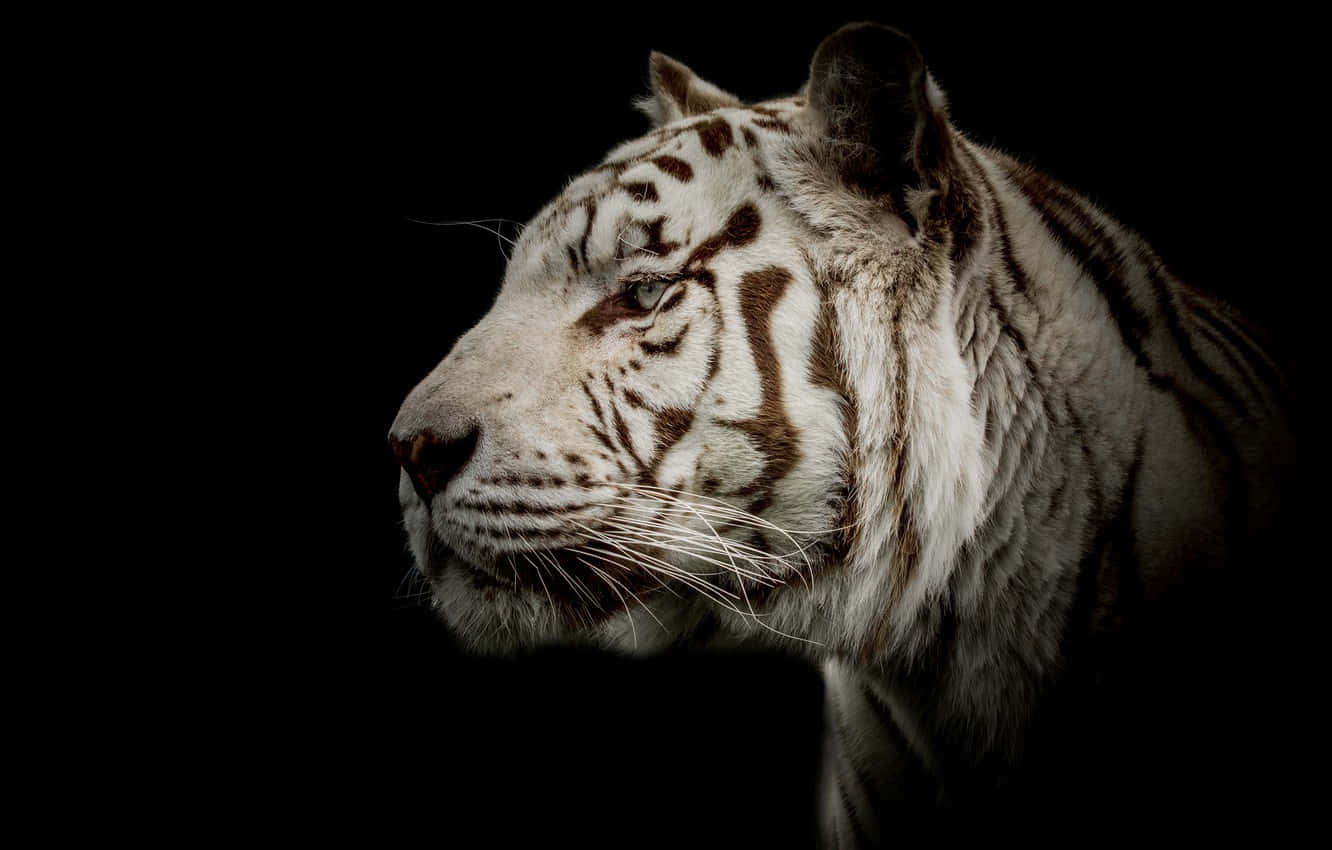 White Tiger Head Wallpapers - Wallpaper Cave