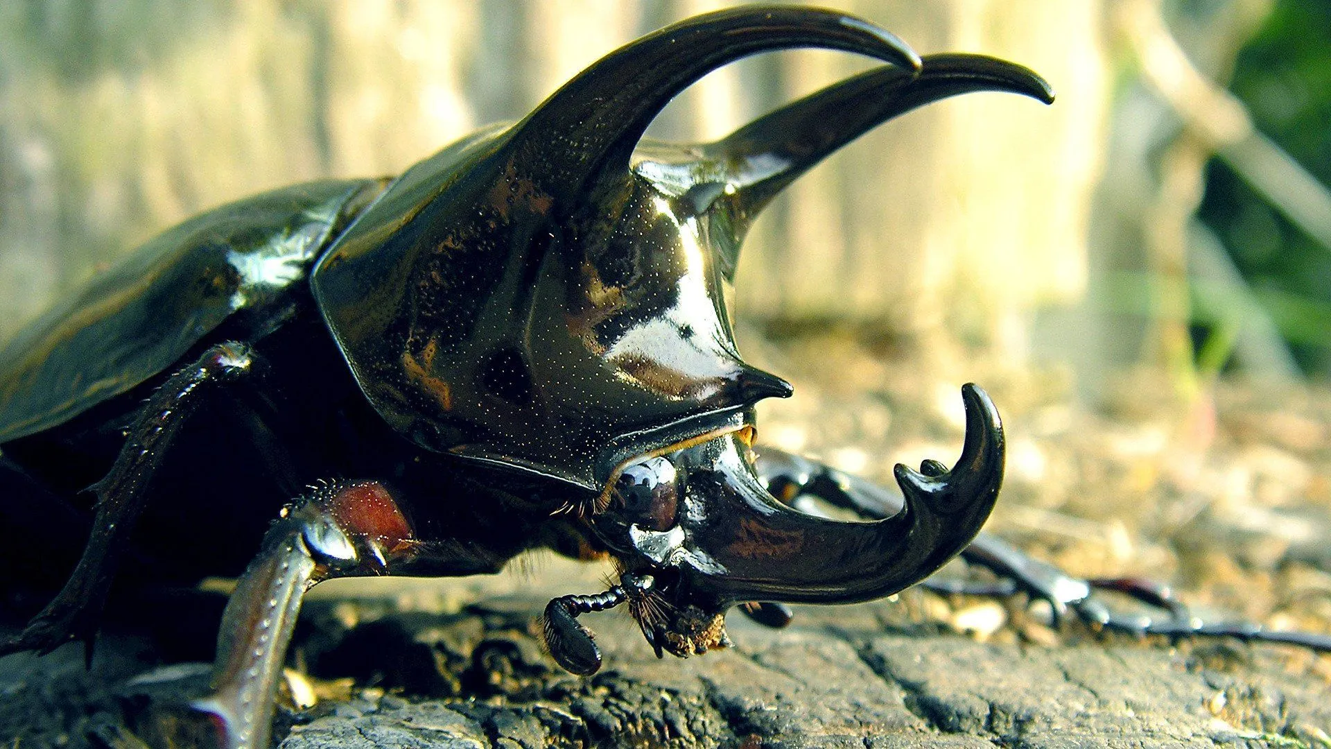 Titan Beetle Wallpapers - Wallpaper Cave