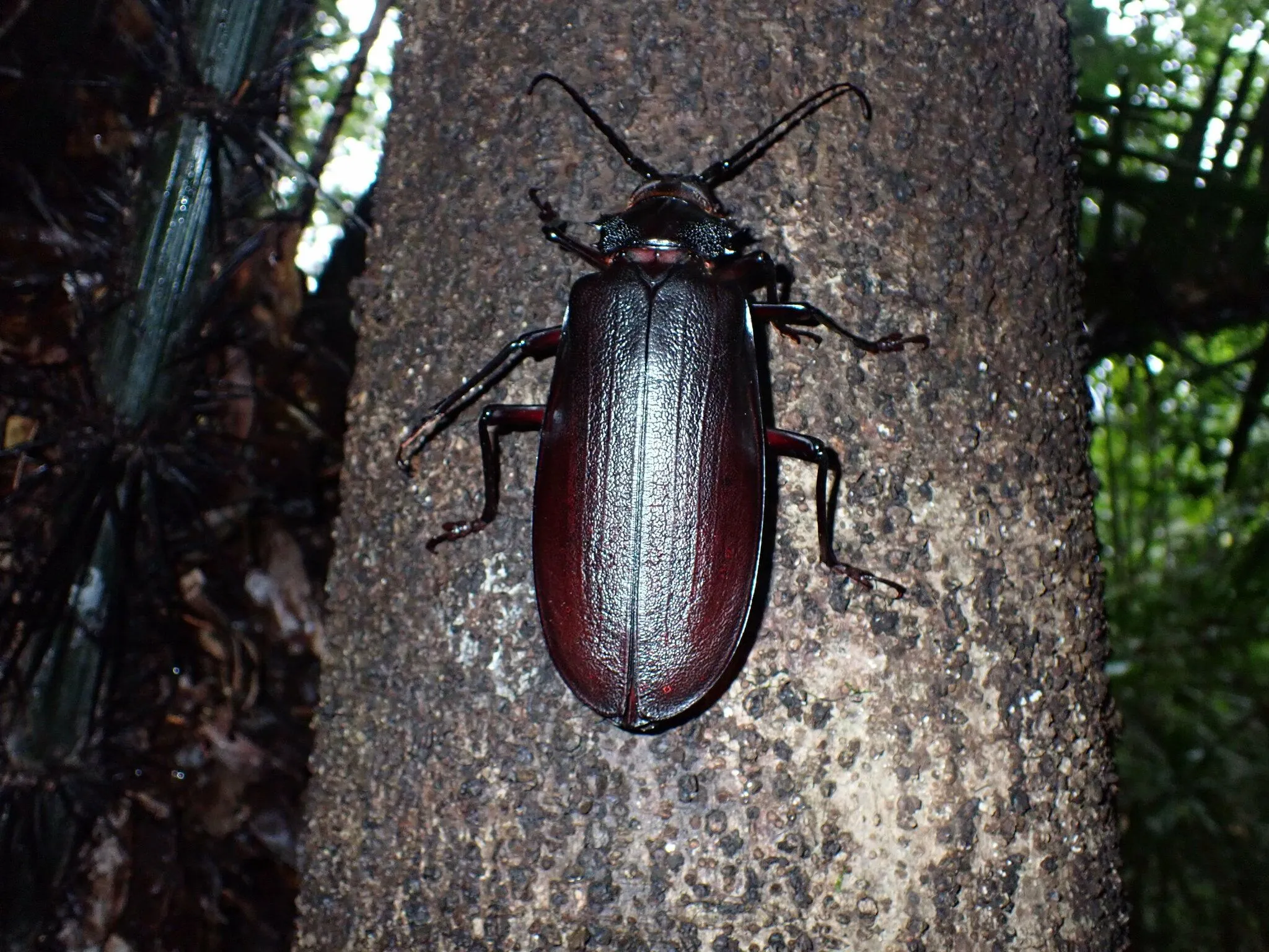 Titan Beetle Wallpapers - Wallpaper Cave