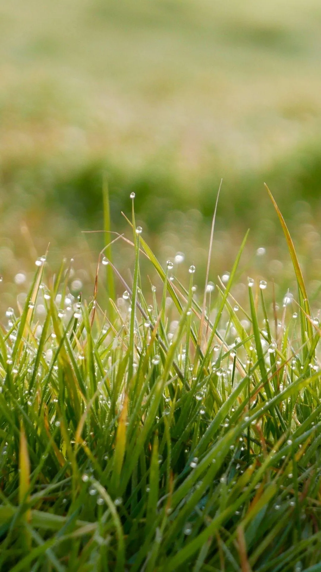 Phone Grass Wallpapers - Wallpaper Cave