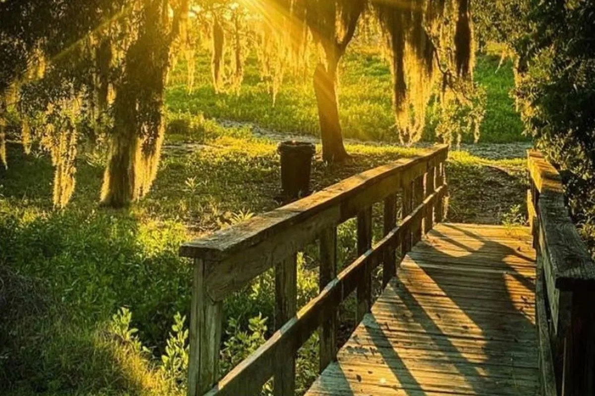 Spanish Moss Wallpapers - Wallpaper Cave