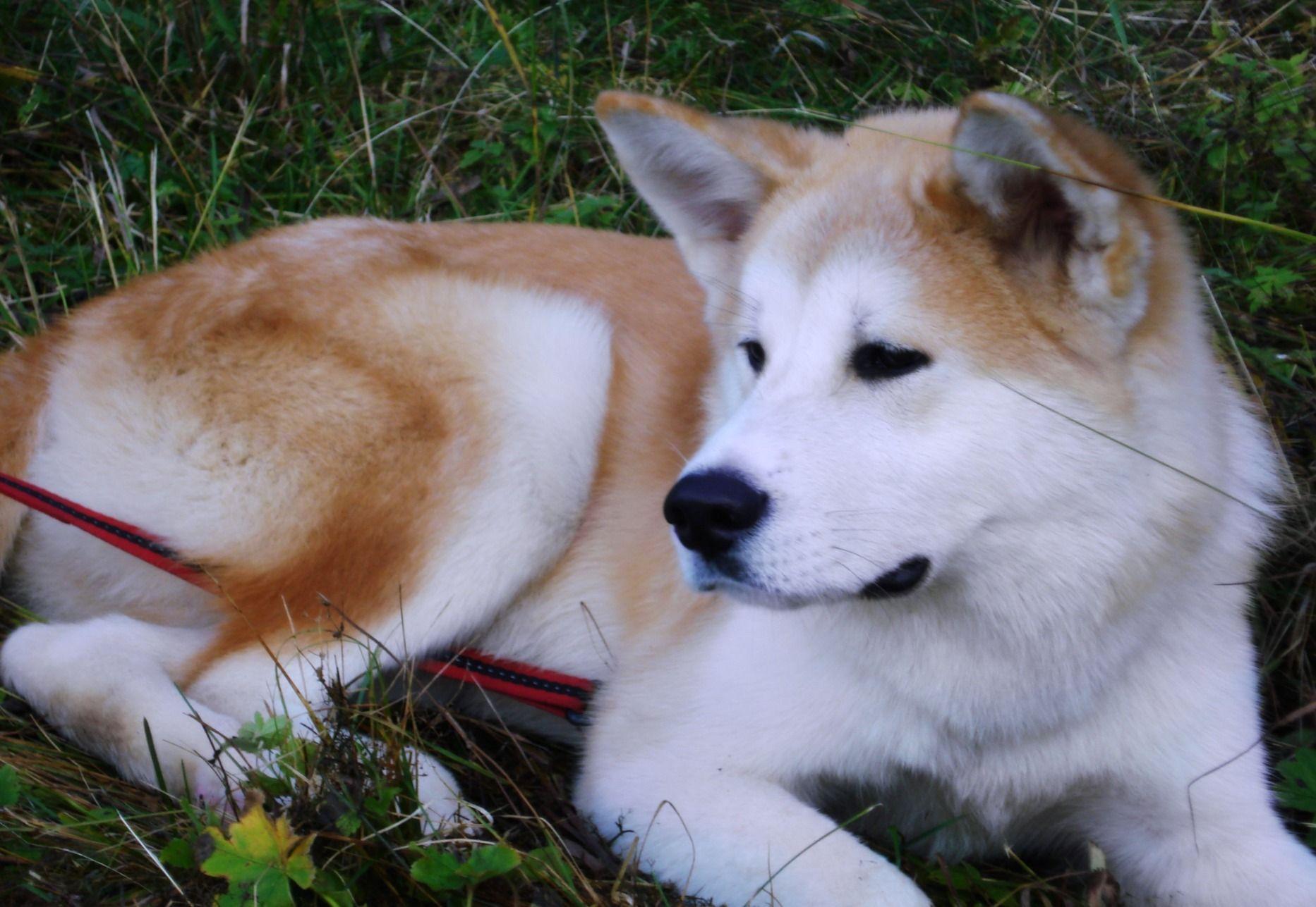 Akita Inu Wallpapers - Wallpaper Cave