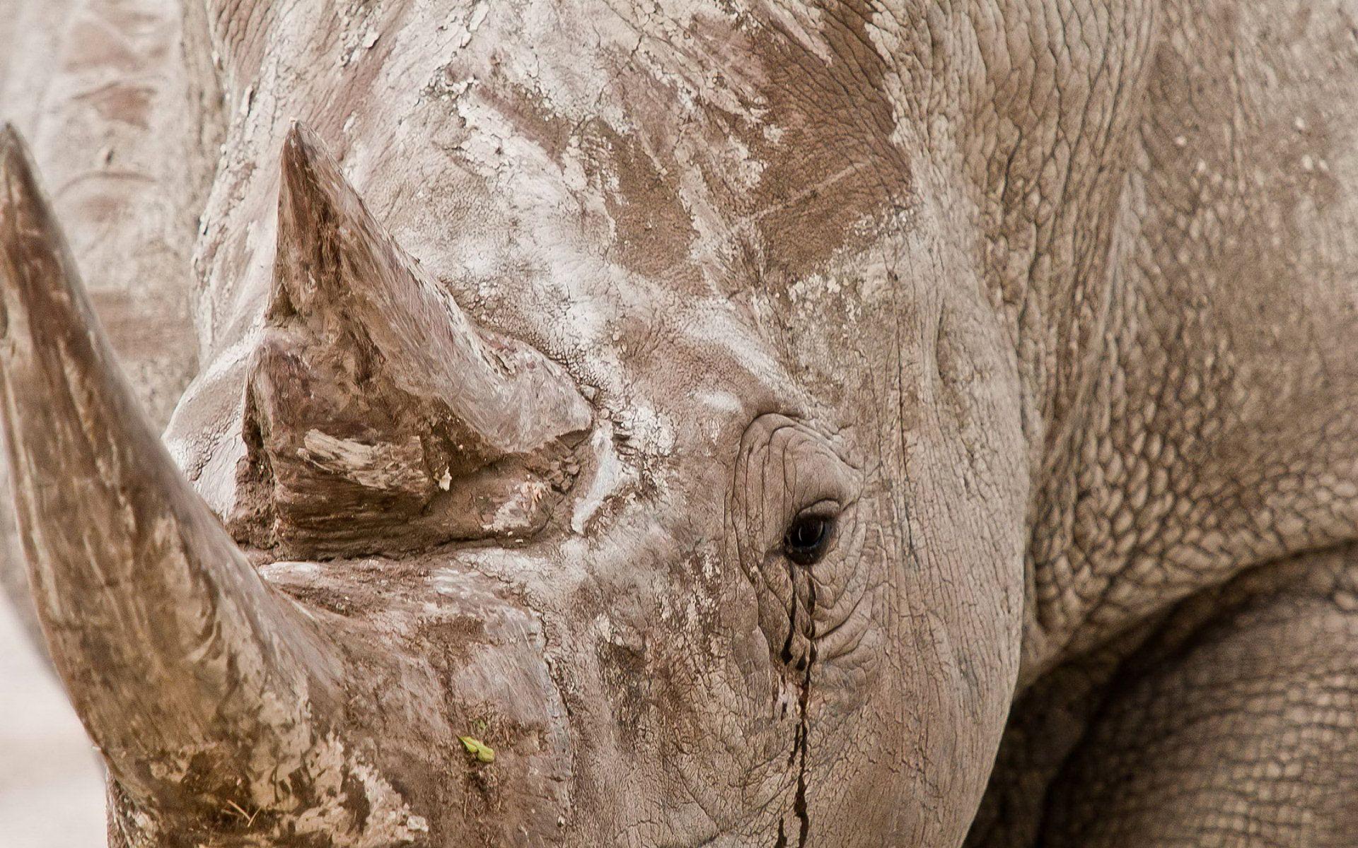 Rhino Wallpapers - Wallpaper Cave