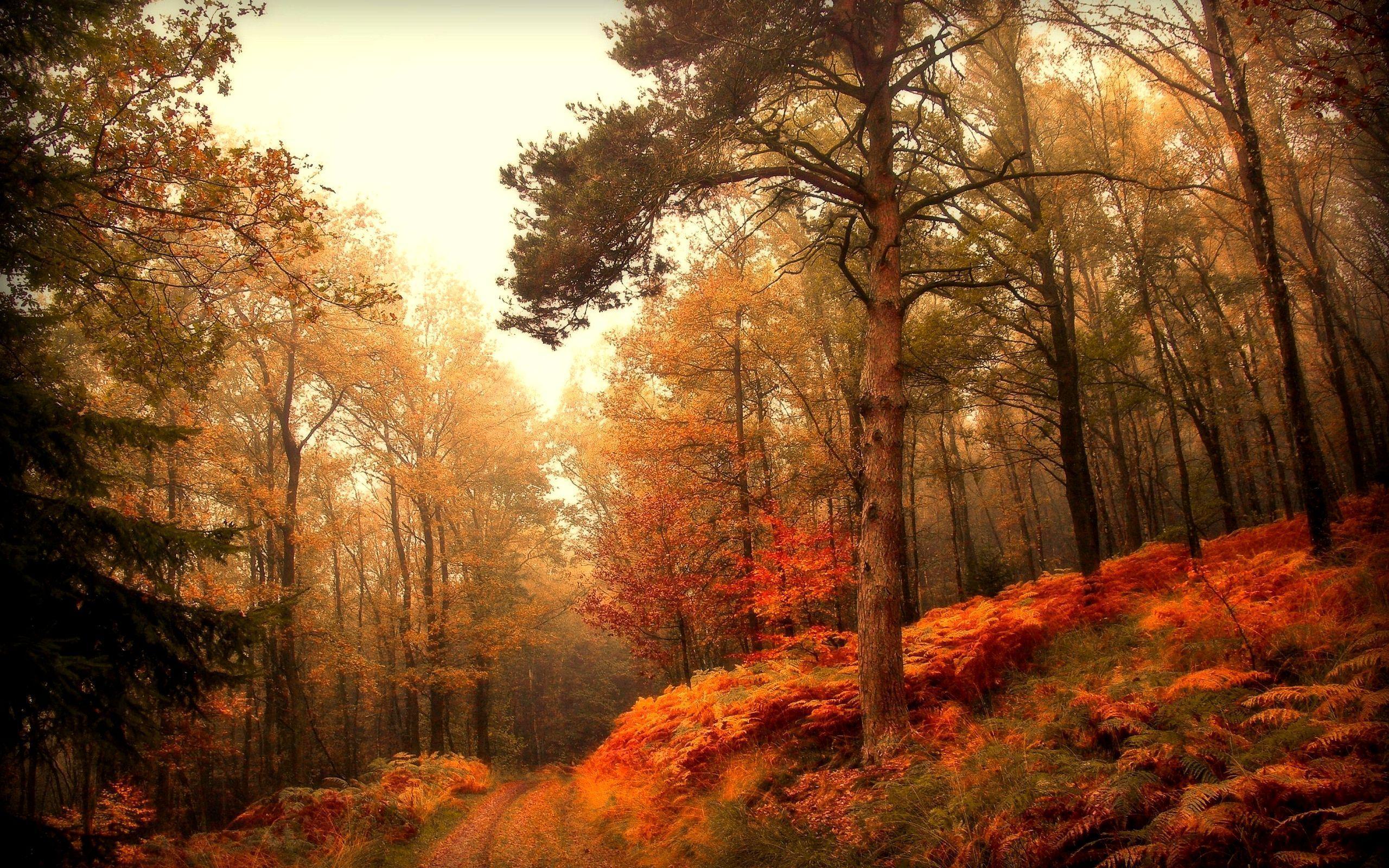 Trail Wallpapers - Wallpaper Cave