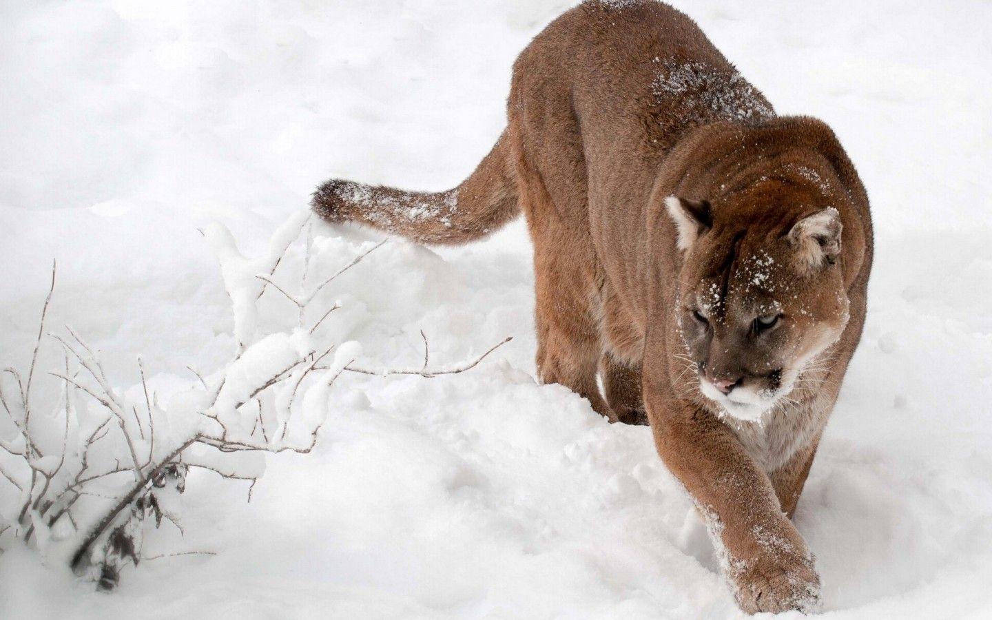 Cougar Wallpapers - Wallpaper Cave
