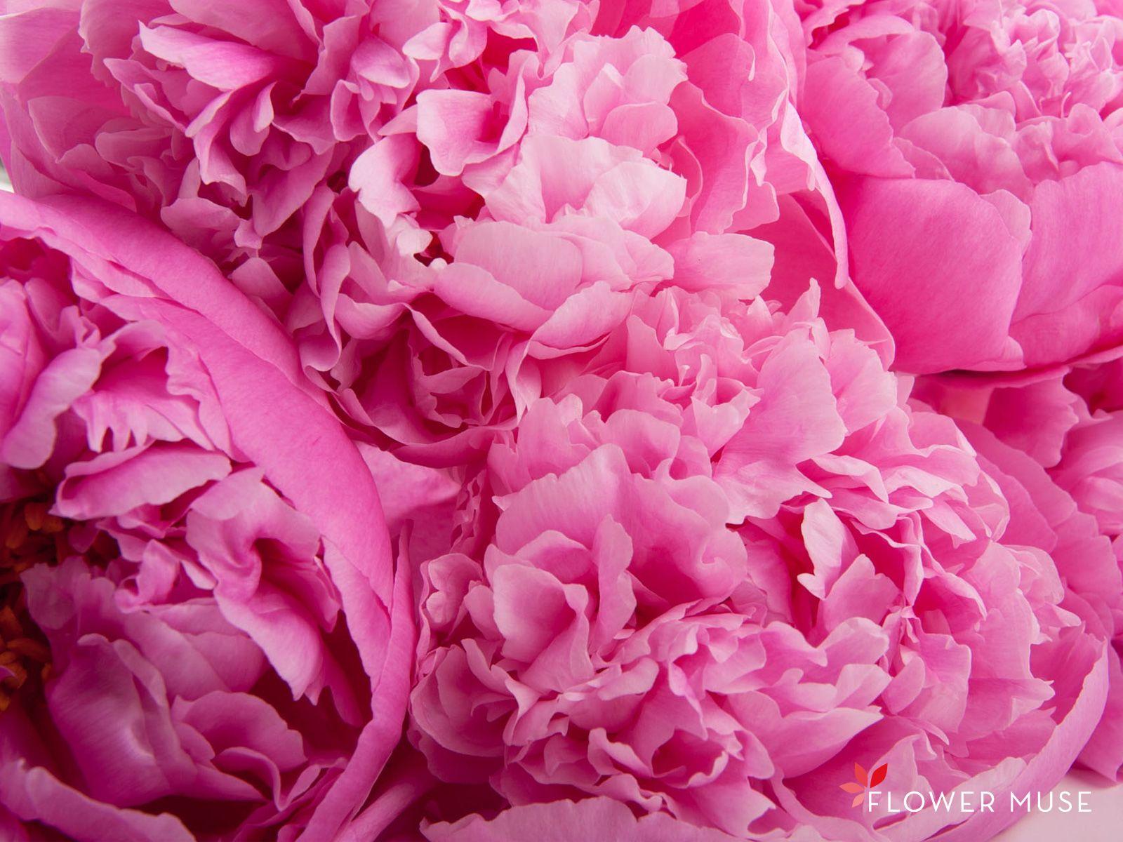 Peony Computer Wallpapers - Wallpaper Cave