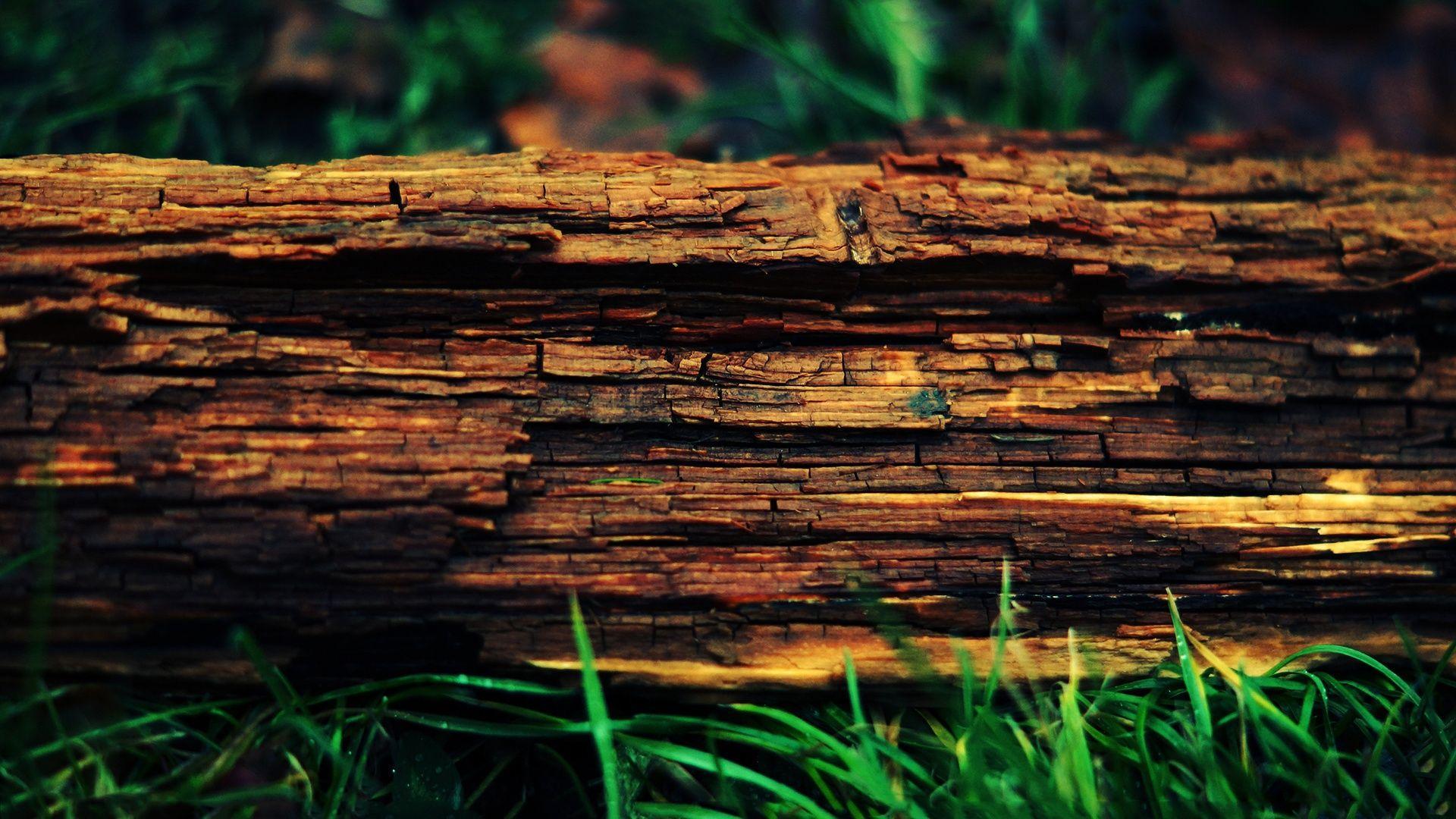 Trunk Wallpapers - Wallpaper Cave