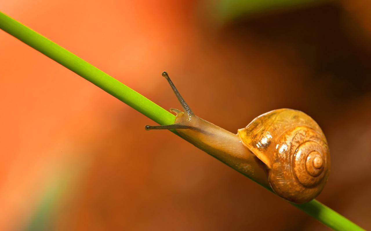Snail Wallpapers - Wallpaper Cave