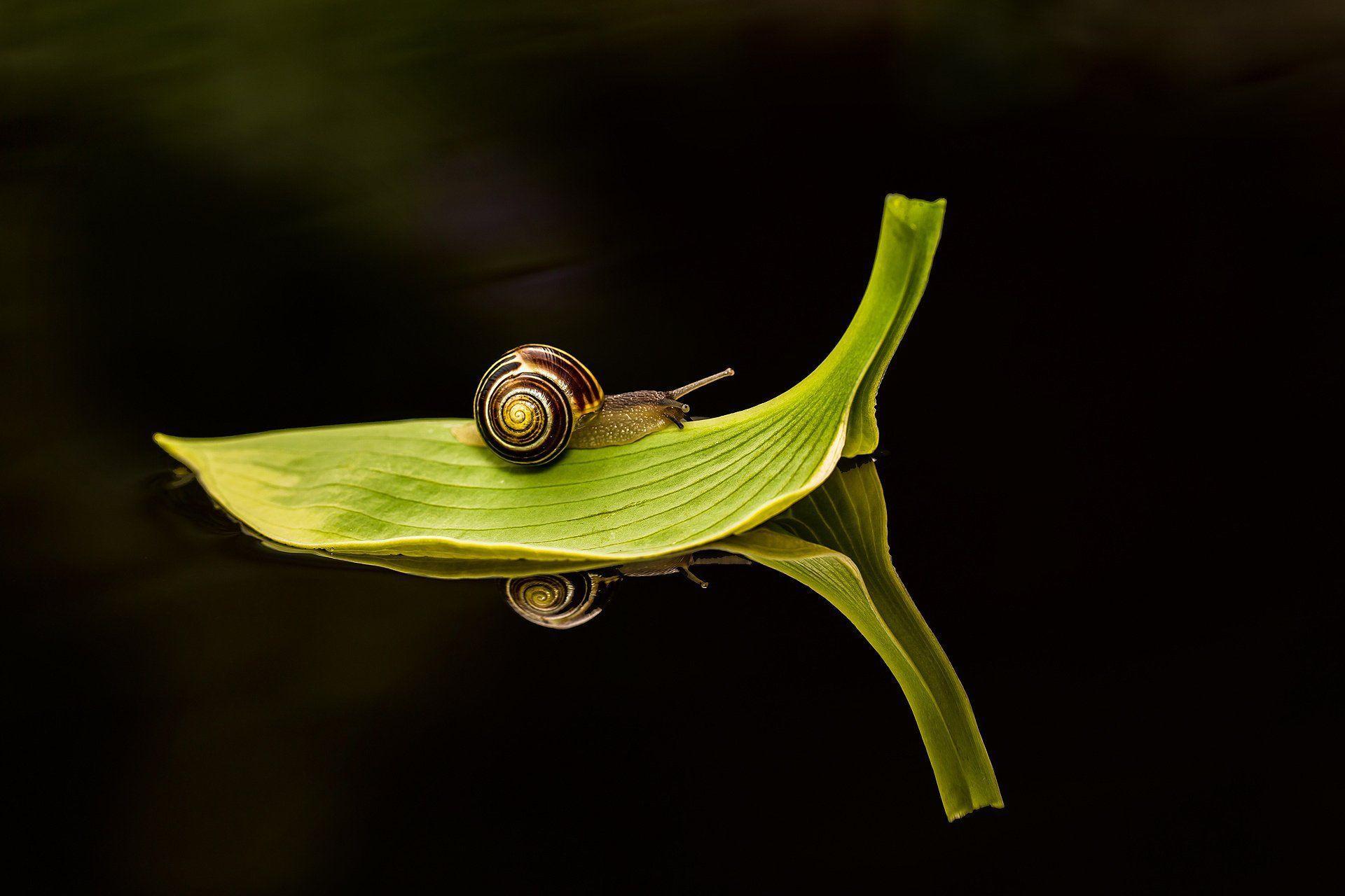 Snail Wallpapers - Wallpaper Cave