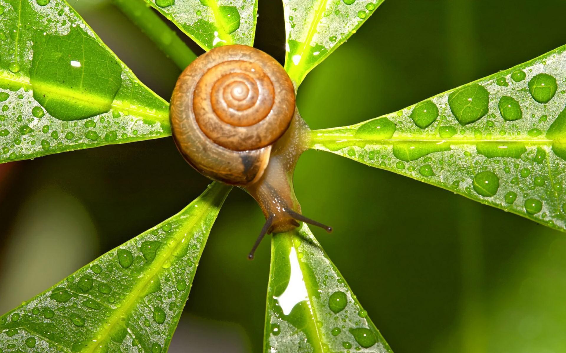 Snail Wallpapers - Wallpaper Cave