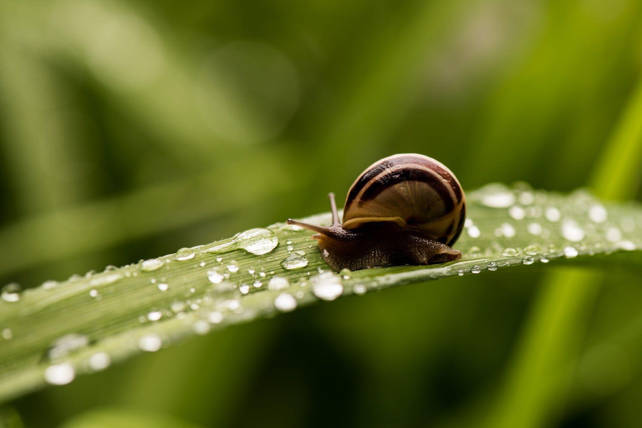 Snail Wallpapers - Wallpaper Cave