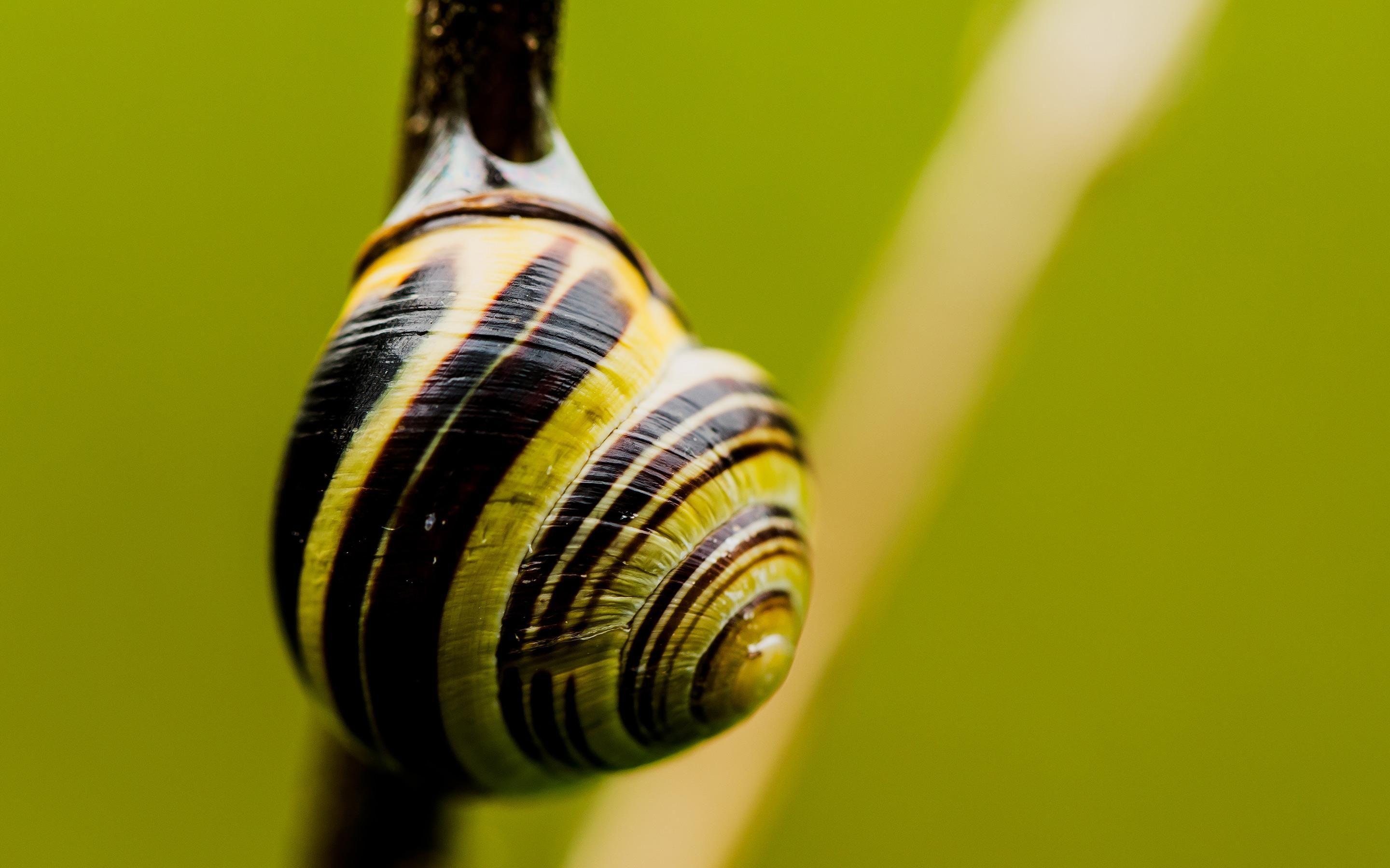 Snail Wallpapers - Wallpaper Cave