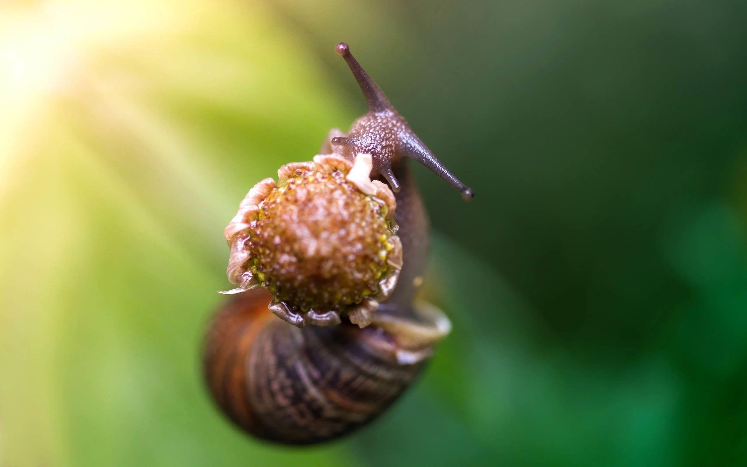Snail Wallpapers - Wallpaper Cave