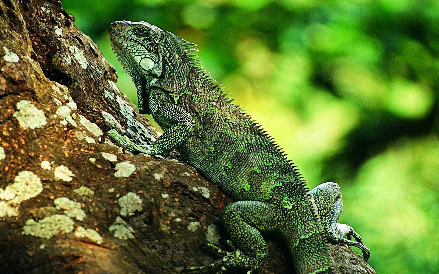 Lizards Wallpapers - Wallpaper Cave