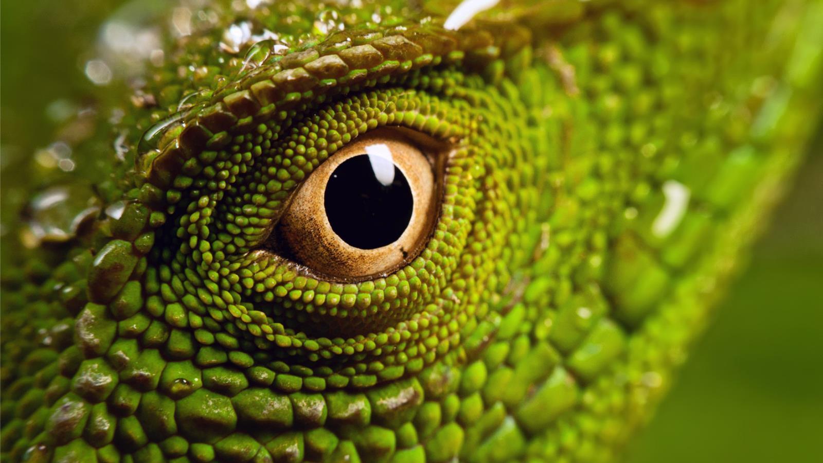 Lizards Wallpapers - Wallpaper Cave