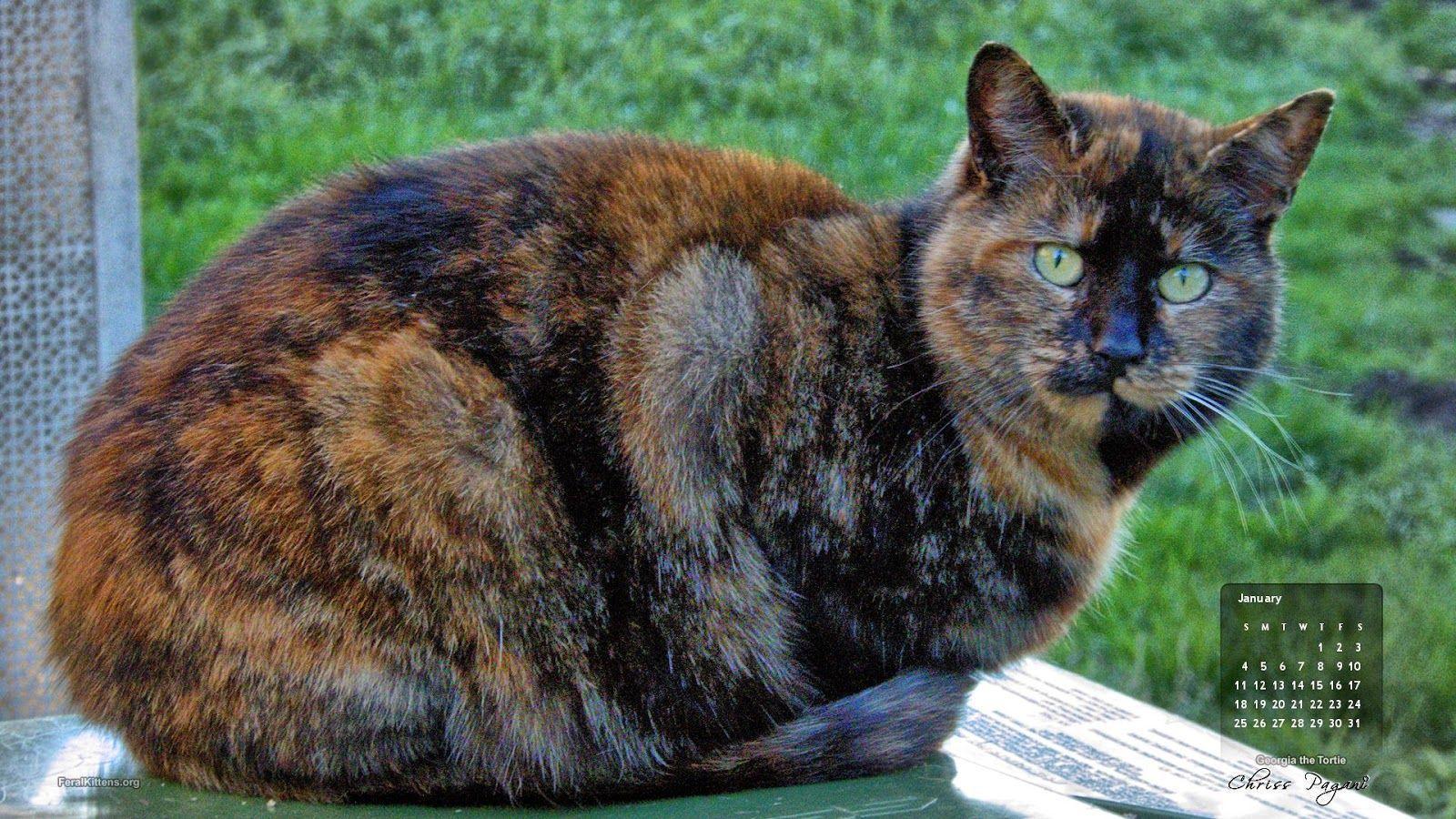 Tortoiseshell Cat Wallpapers - Wallpaper Cave