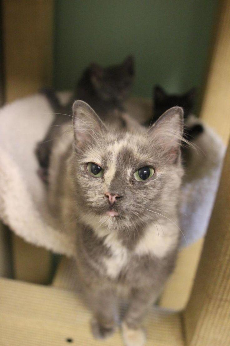 Tortoiseshell Cat Wallpapers - Wallpaper Cave