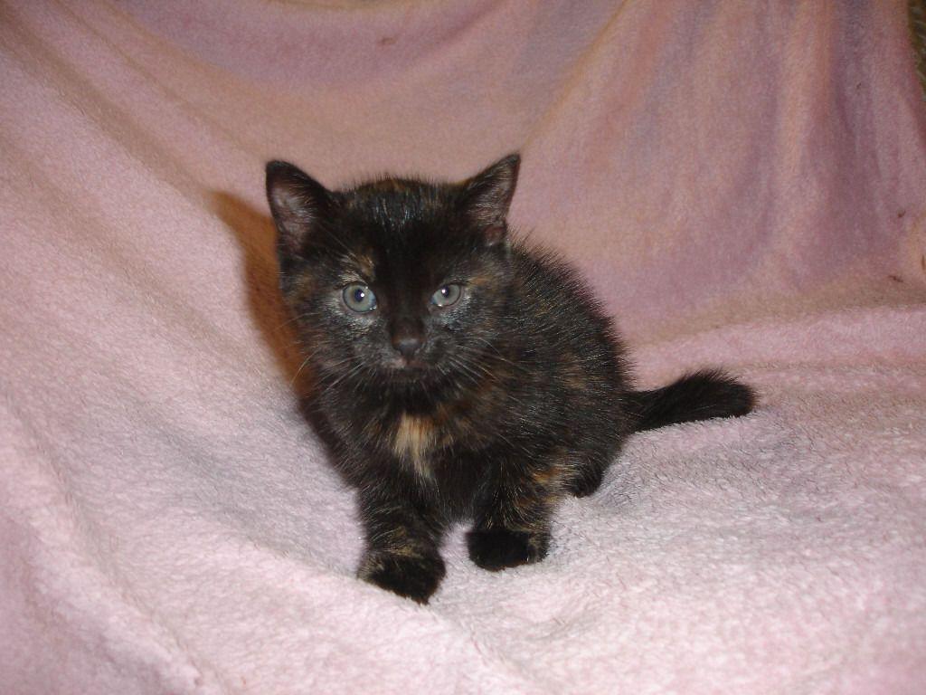 Tortoiseshell Cat Wallpapers - Wallpaper Cave