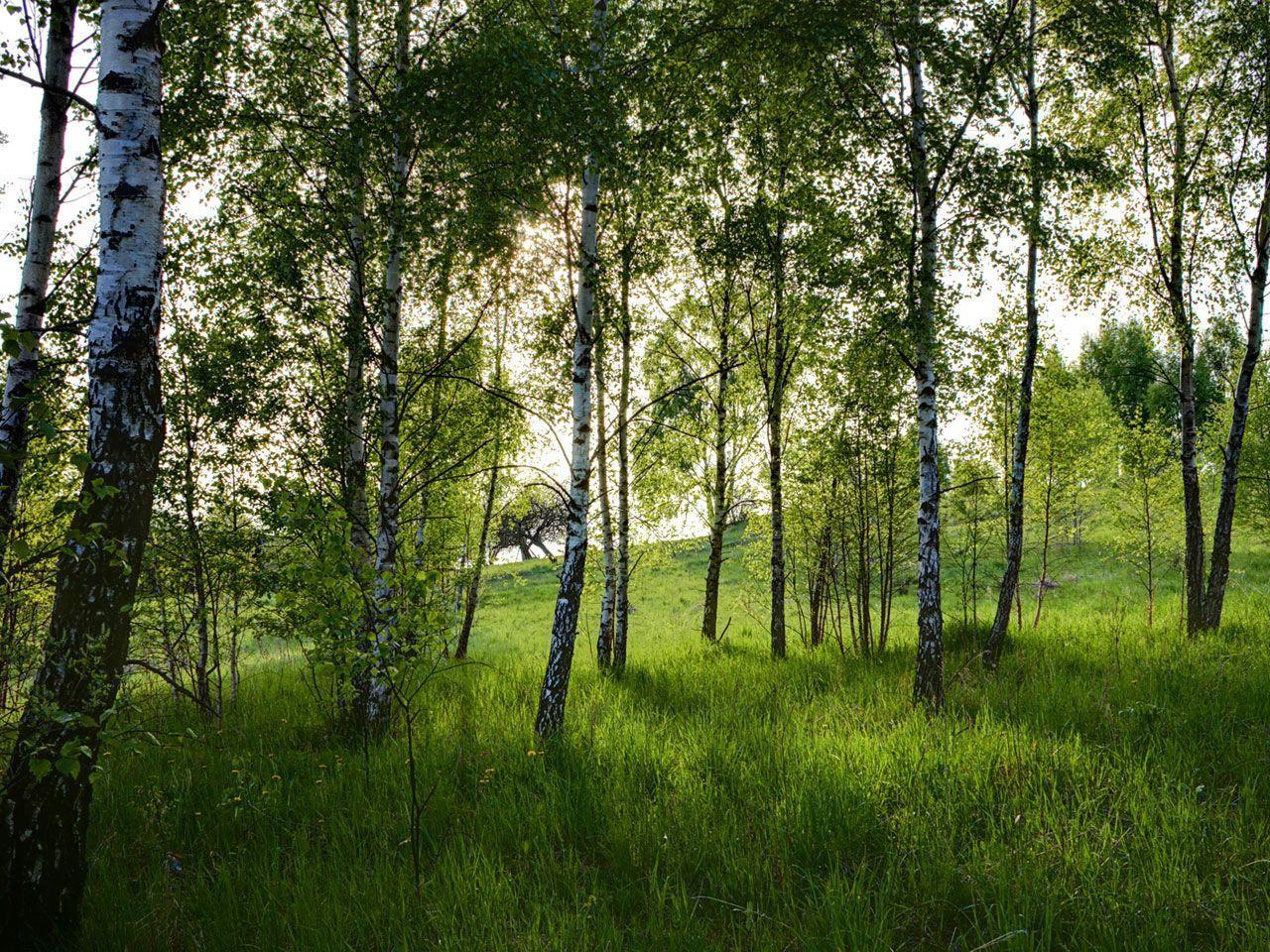 Birch Wallpapers - Wallpaper Cave