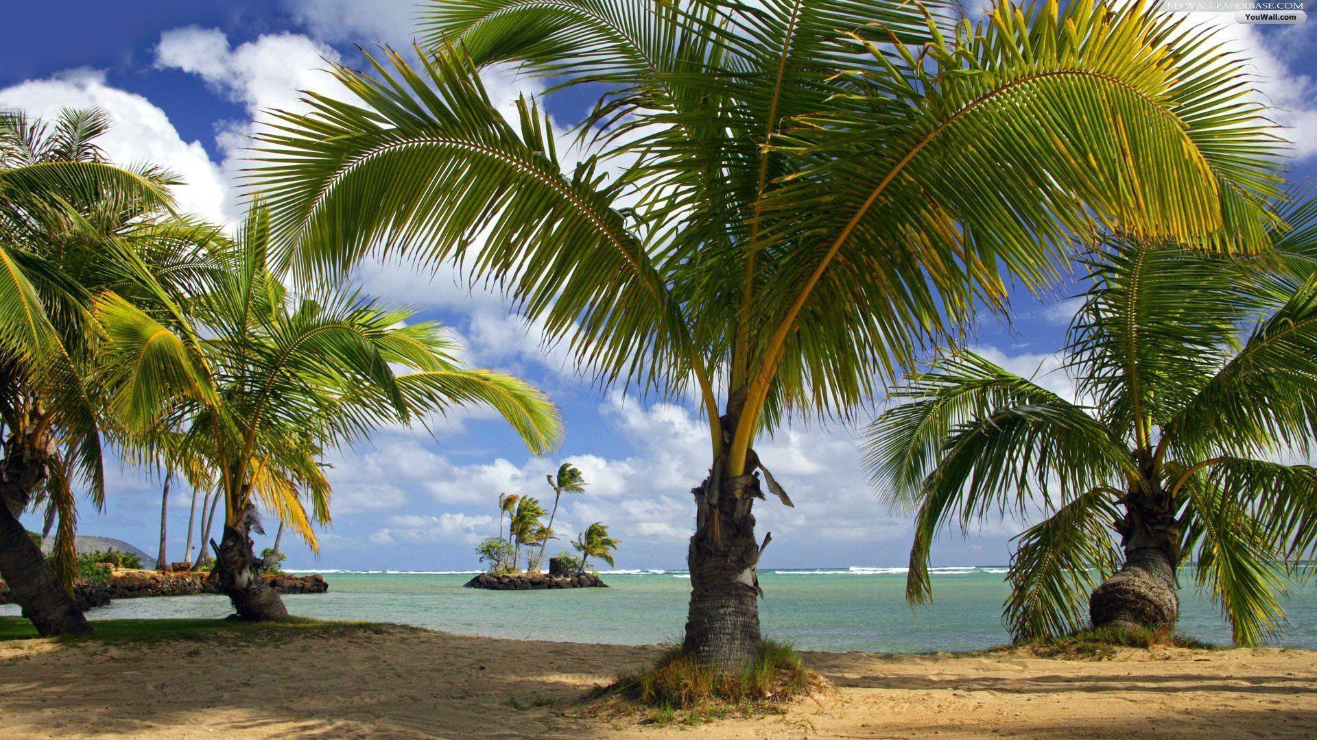 Palms Wallpapers - Wallpaper Cave