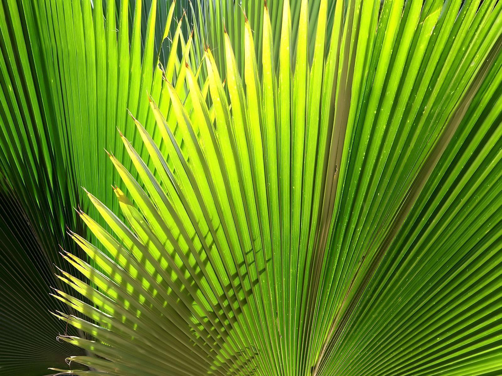 Palms Wallpapers - Wallpaper Cave