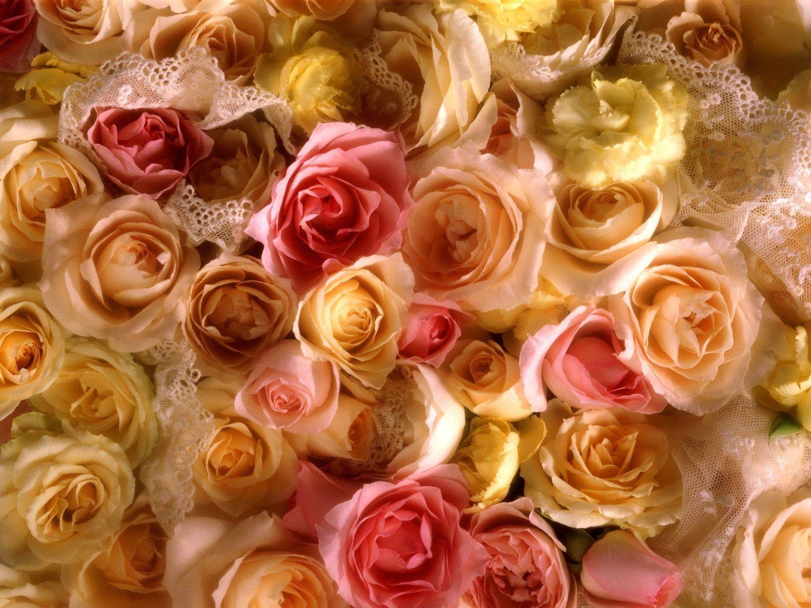 Ivory Rose Wallpapers - Wallpaper Cave