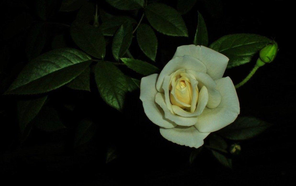 Ivory Rose Wallpapers - Wallpaper Cave
