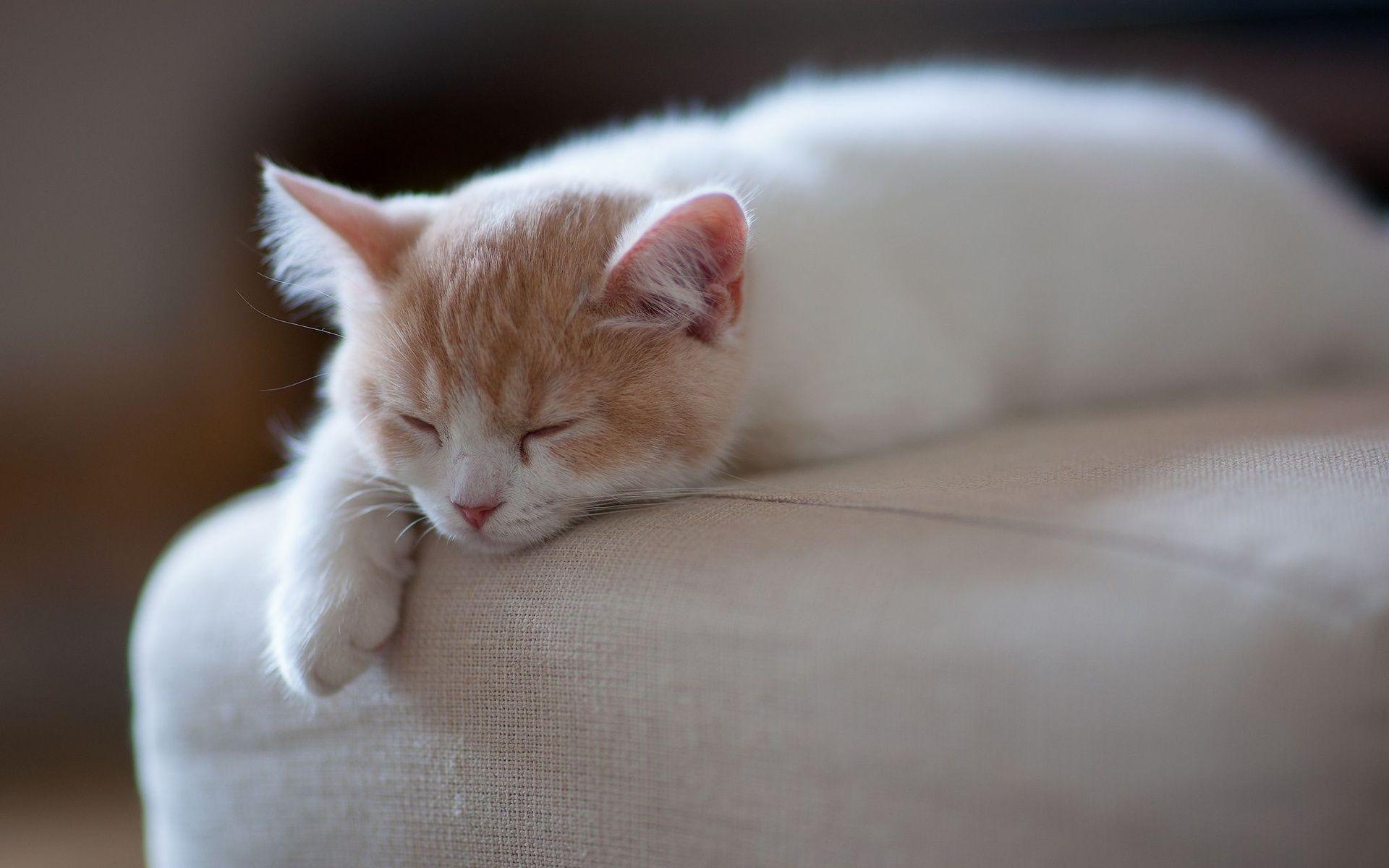 Tired Wallpapers - Wallpaper Cave