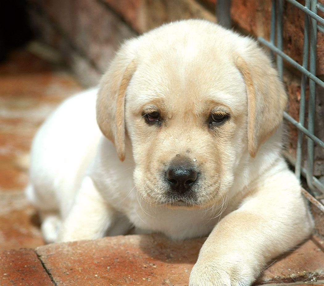 Labrador Dog Wallpapers - Wallpaper Cave