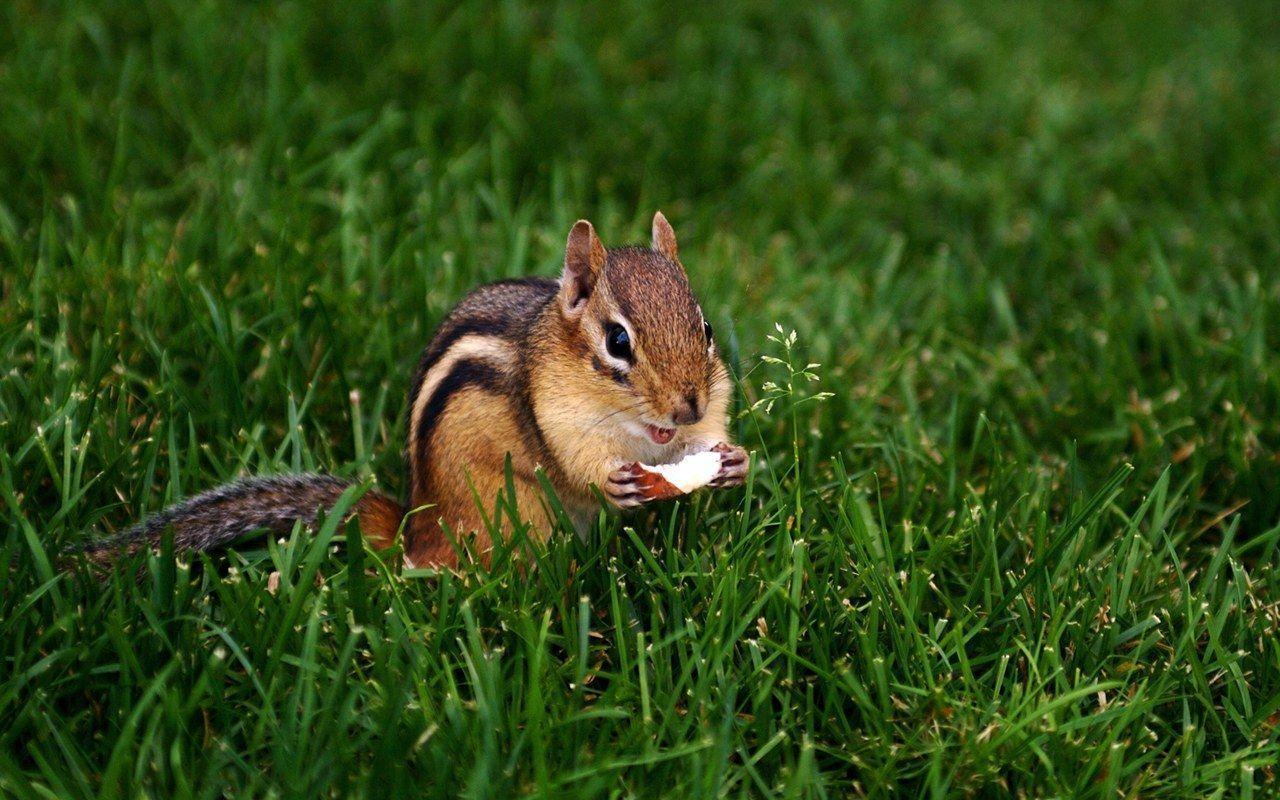 Chipmunks Wallpapers - Wallpaper Cave