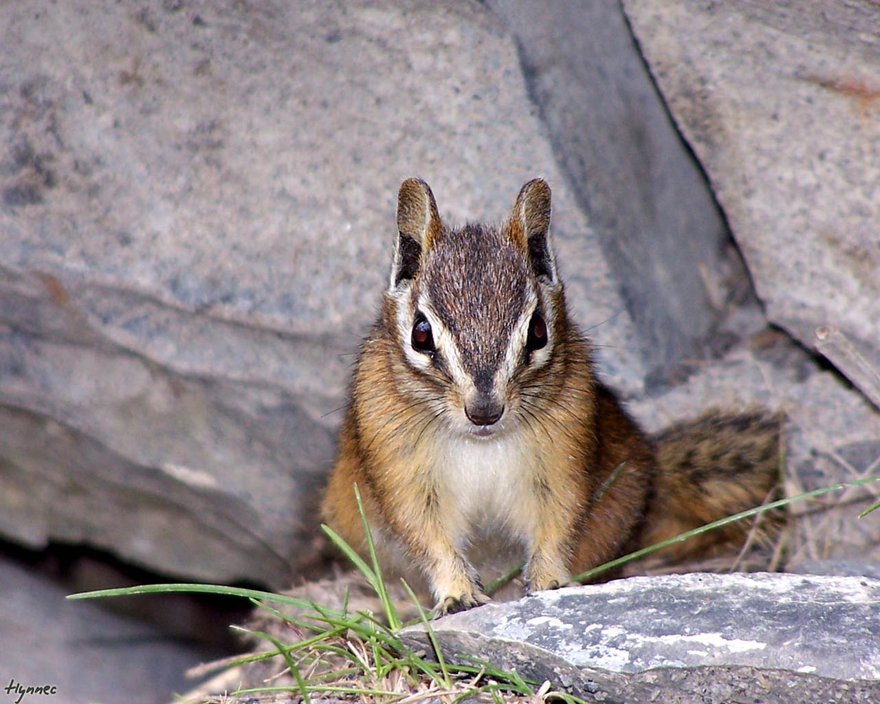 Chipmunks Wallpapers - Wallpaper Cave