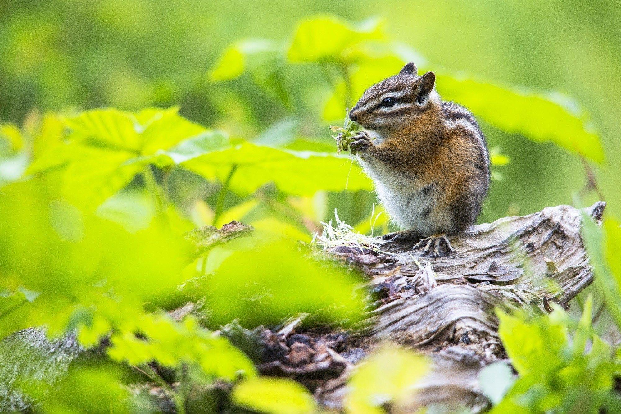 Chipmunks Wallpapers - Wallpaper Cave