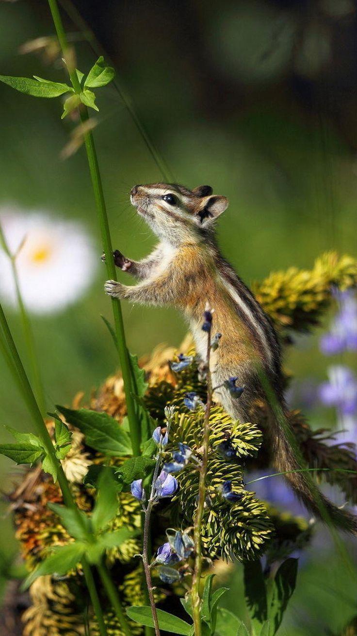 Chipmunks Wallpapers - Wallpaper Cave