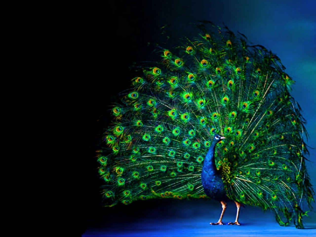 Peacocks Wallpapers Wallpaper Cave Peacocks Wallpapers Wallpaper Cave
