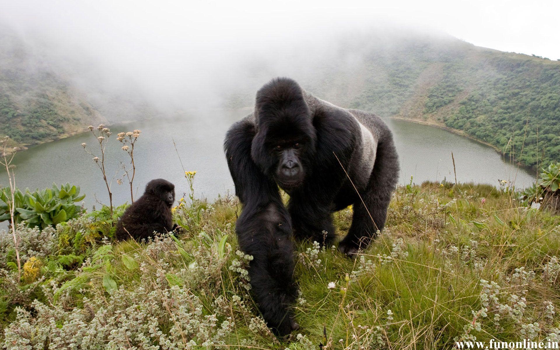 Gorillas Wallpapers - Wallpaper Cave