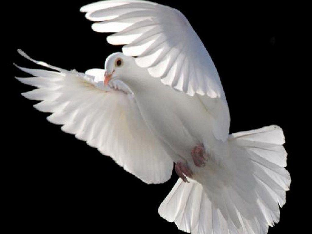 Doves Wallpapers - Wallpaper Cave
