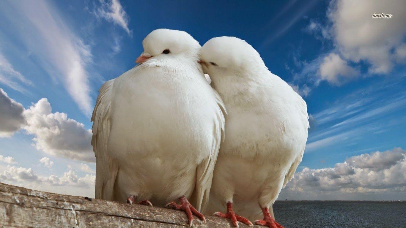 Doves Wallpapers - Wallpaper Cave