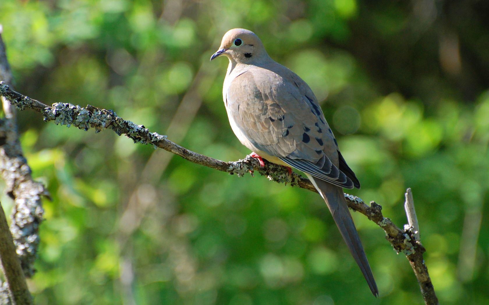 Doves Wallpapers - Wallpaper Cave