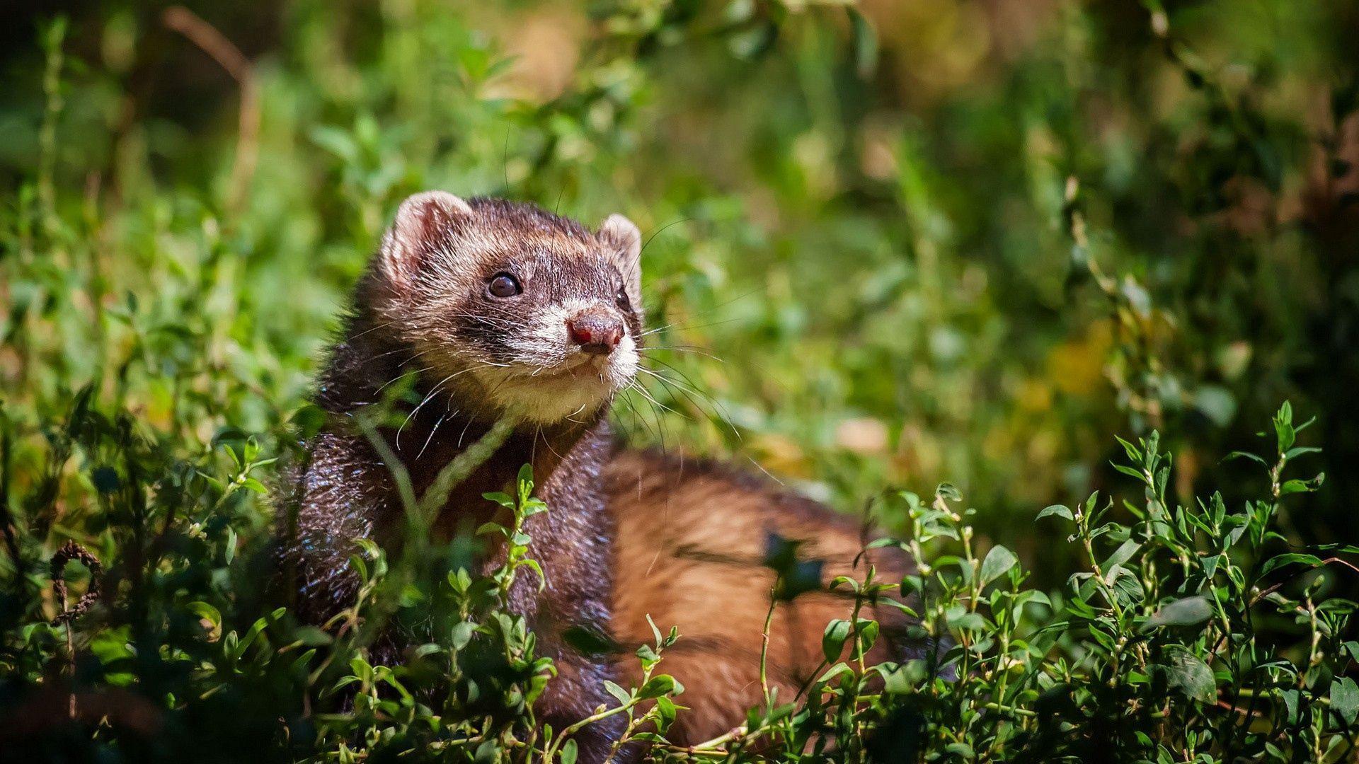Ferrets Wallpapers - Wallpaper Cave