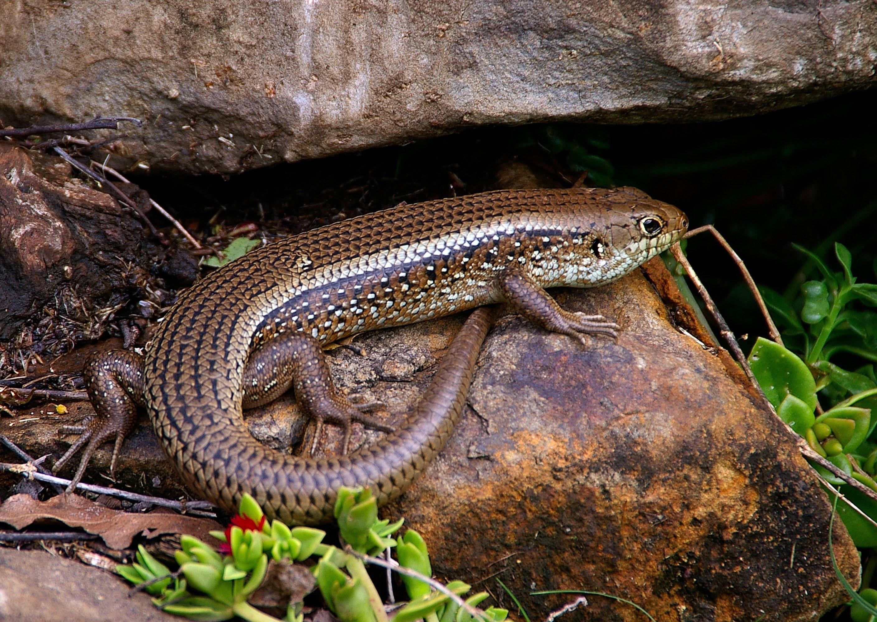 Alligator Lizard Wallpapers - Wallpaper Cave