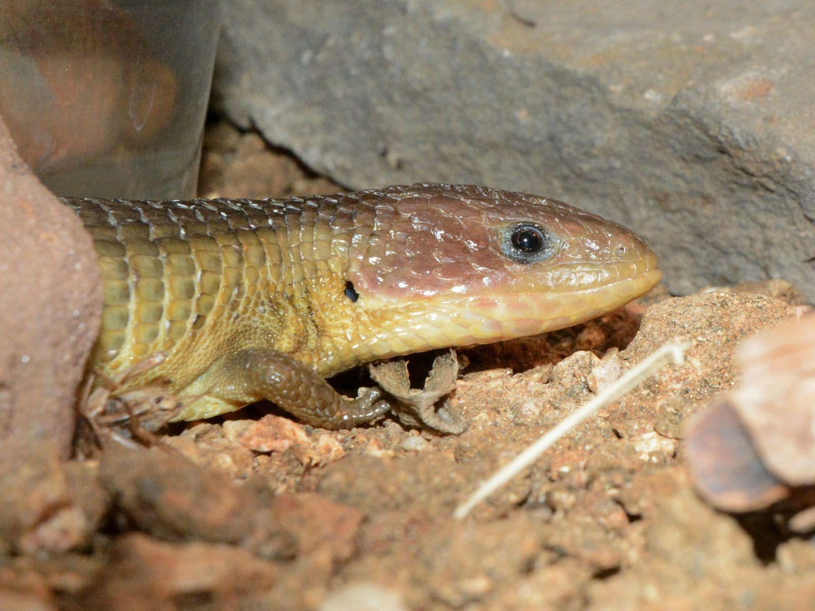 Alligator Lizard Wallpapers - Wallpaper Cave