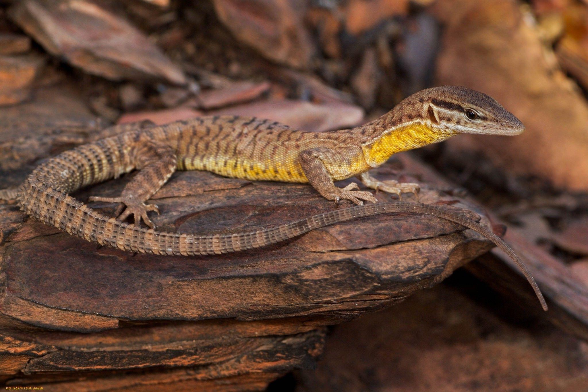 Alligator Lizard Wallpapers - Wallpaper Cave