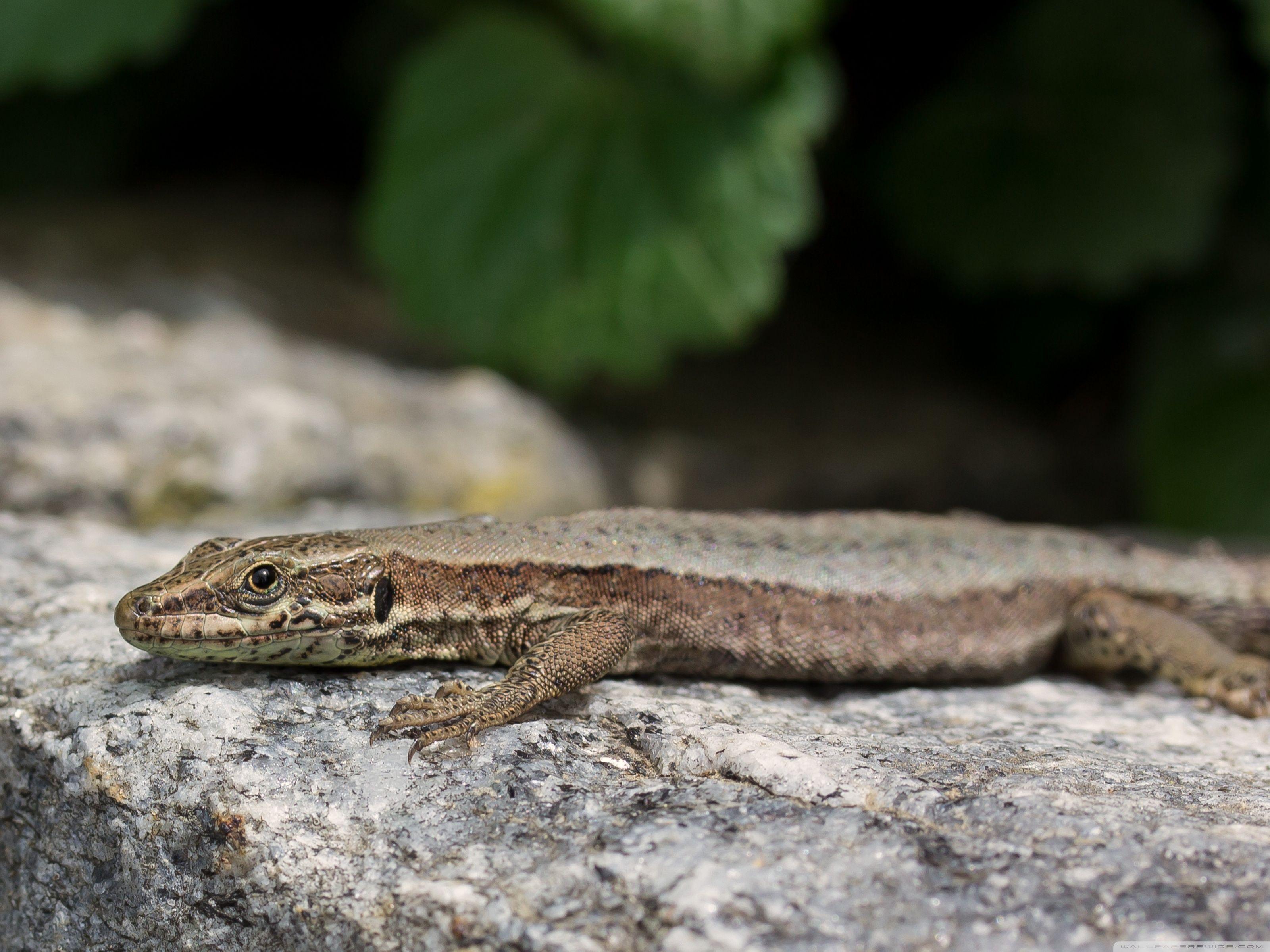 Alligator Lizard Wallpapers - Wallpaper Cave