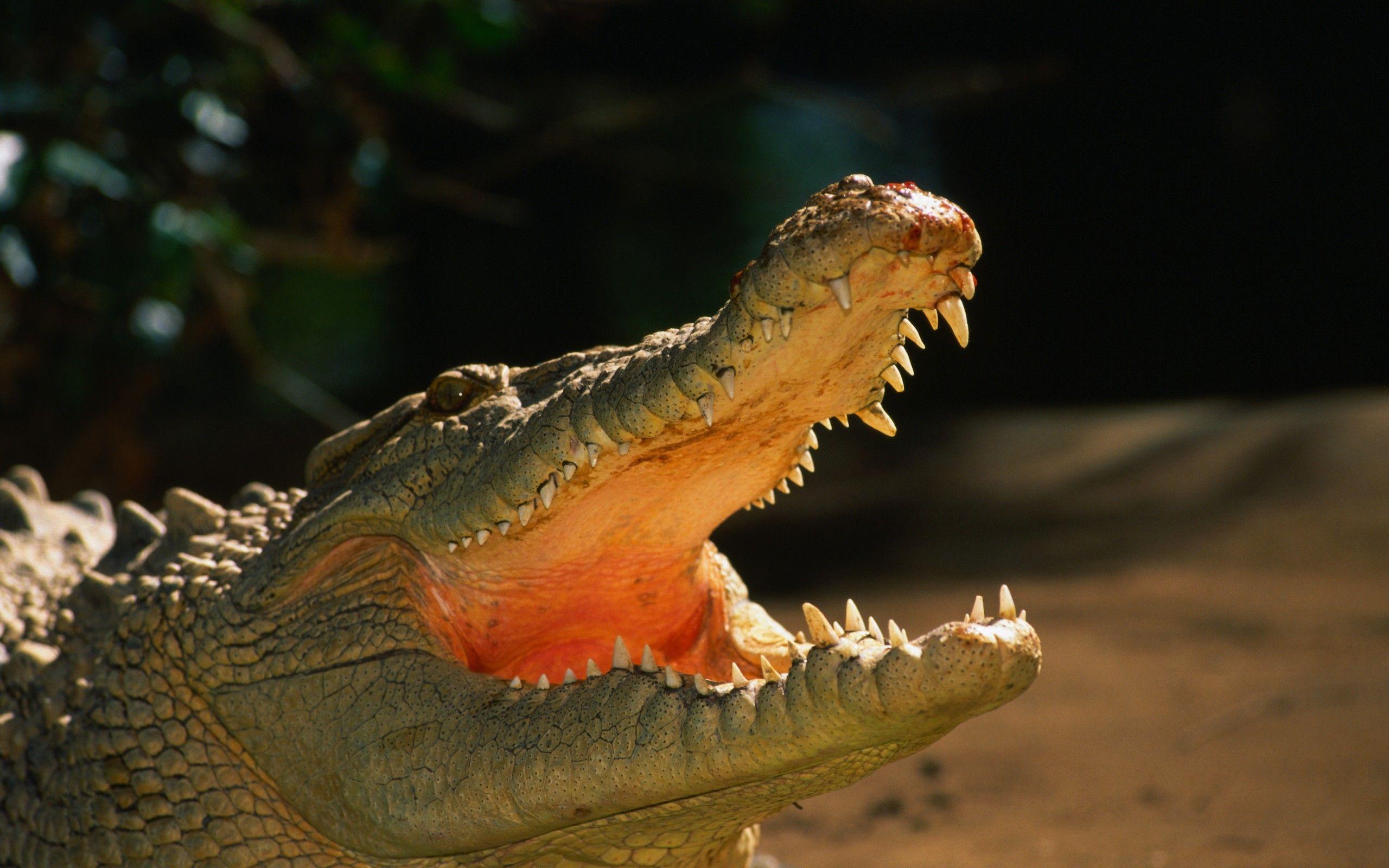 Alligator HD Wallpapers - Wallpaper Cave
