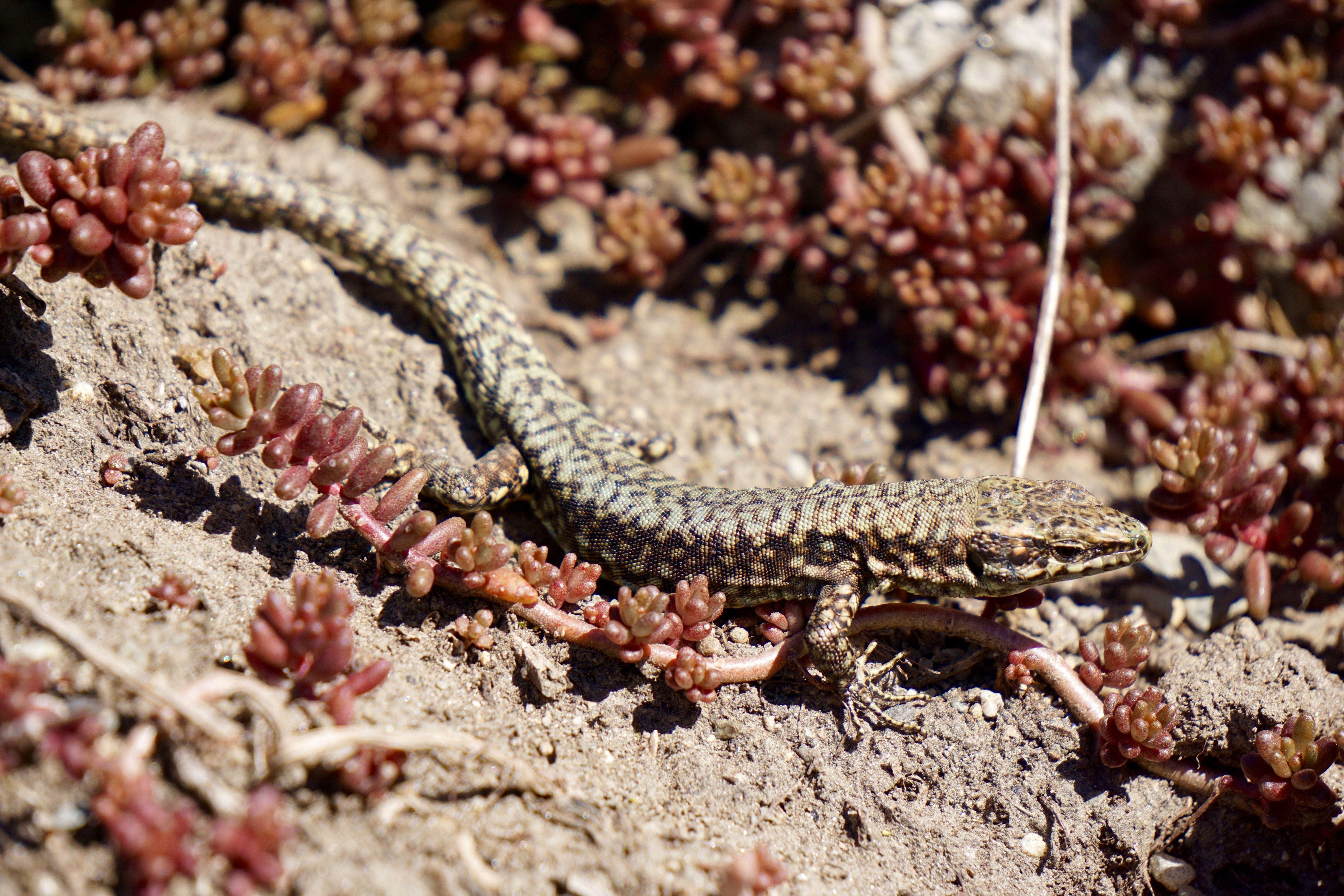 Alligator Lizard Wallpapers - Wallpaper Cave