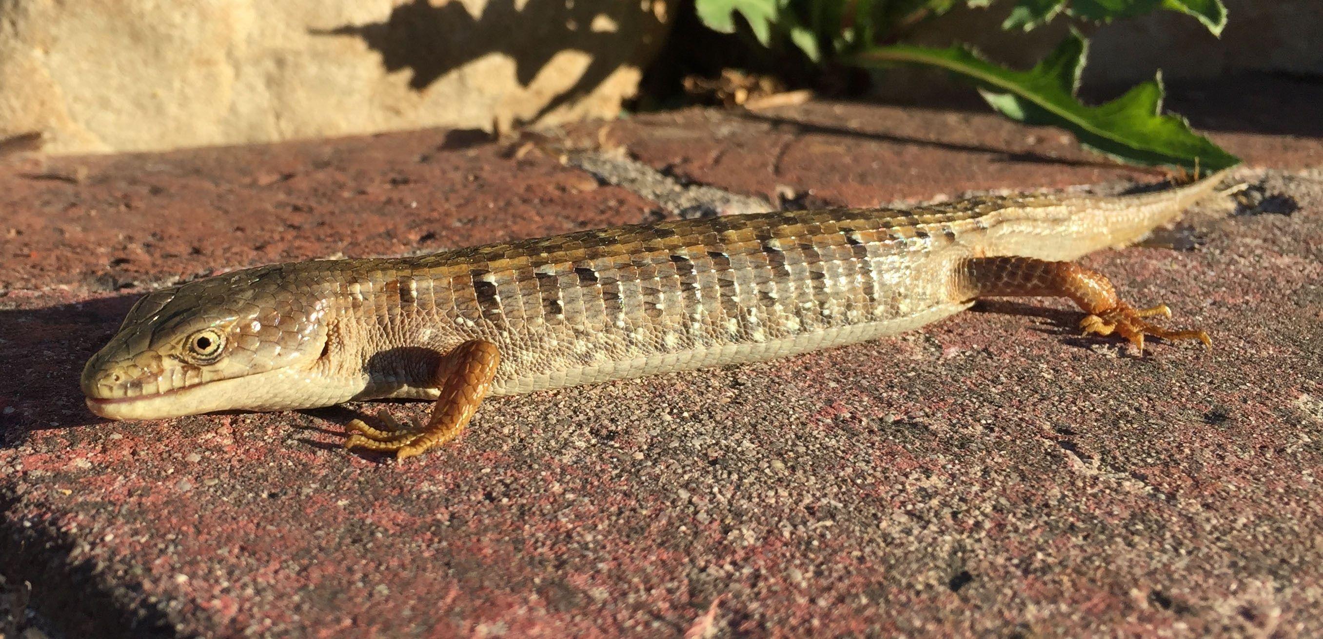 Alligator Lizard Wallpapers - Wallpaper Cave