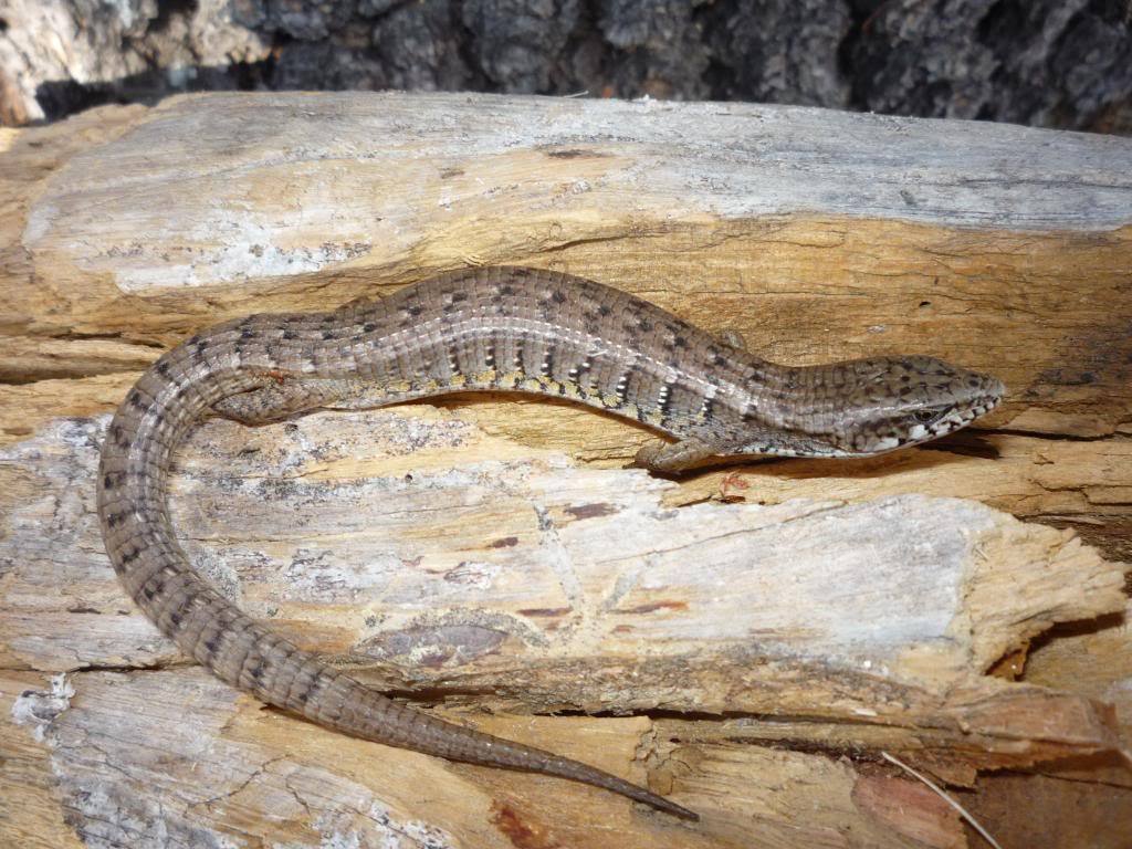 Alligator Lizard Wallpapers - Wallpaper Cave