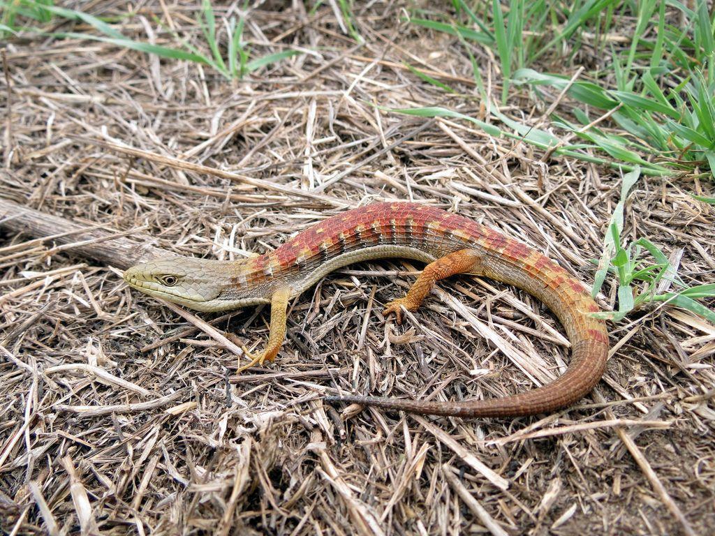 Alligator Lizard Wallpapers - Wallpaper Cave