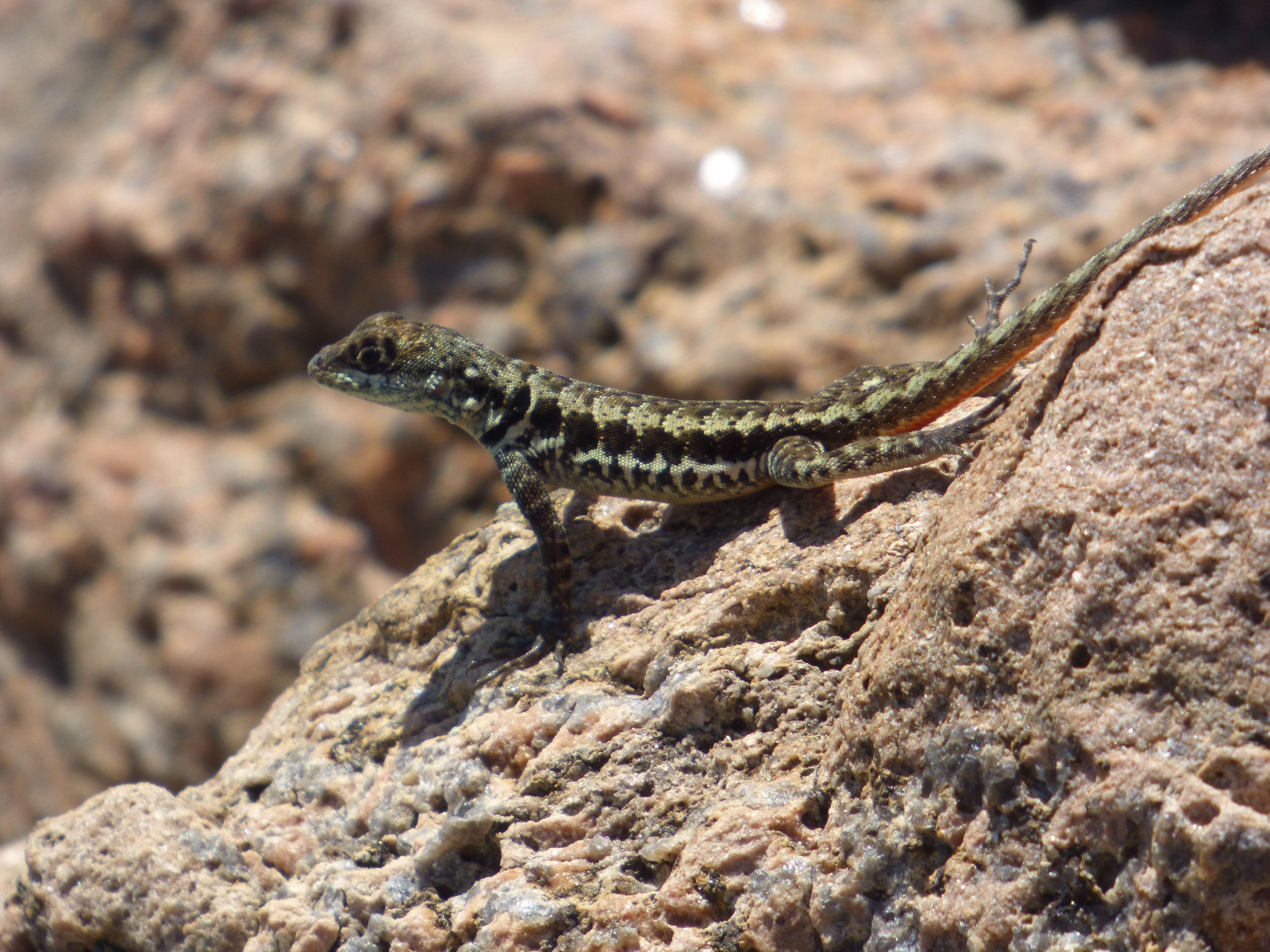 Alligator Lizard Wallpapers - Wallpaper Cave
